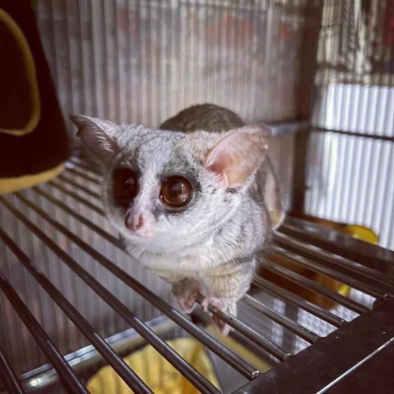 Bush Baby – Joe Exotic Primates