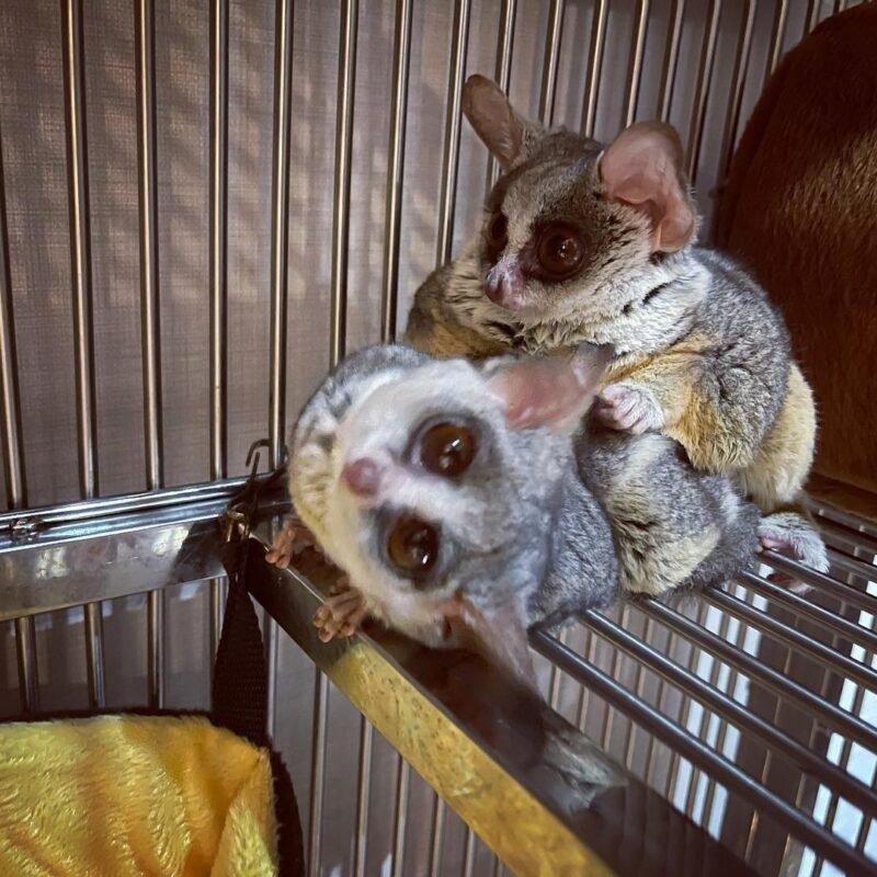 Bush Baby – Joe Exotic Primates